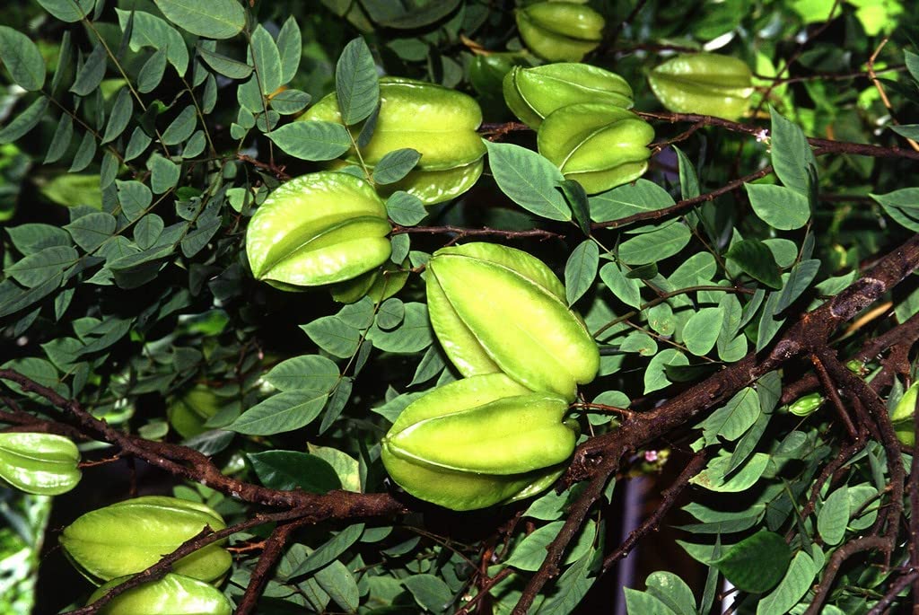 Buy Creative Farmer Neermaruthu (Terminalia Arjuna) Herbal Plant Live ...