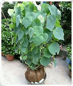 Amazon.com : Garden (Stephania erecta for Planting) Indoor or Outdoor ...