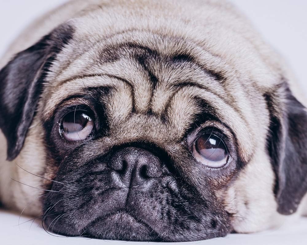 Amazon.com: CVPuzzles Mr. Pug 504 Piece Jigsaw Puzzle 16" X 20" : Toys ...