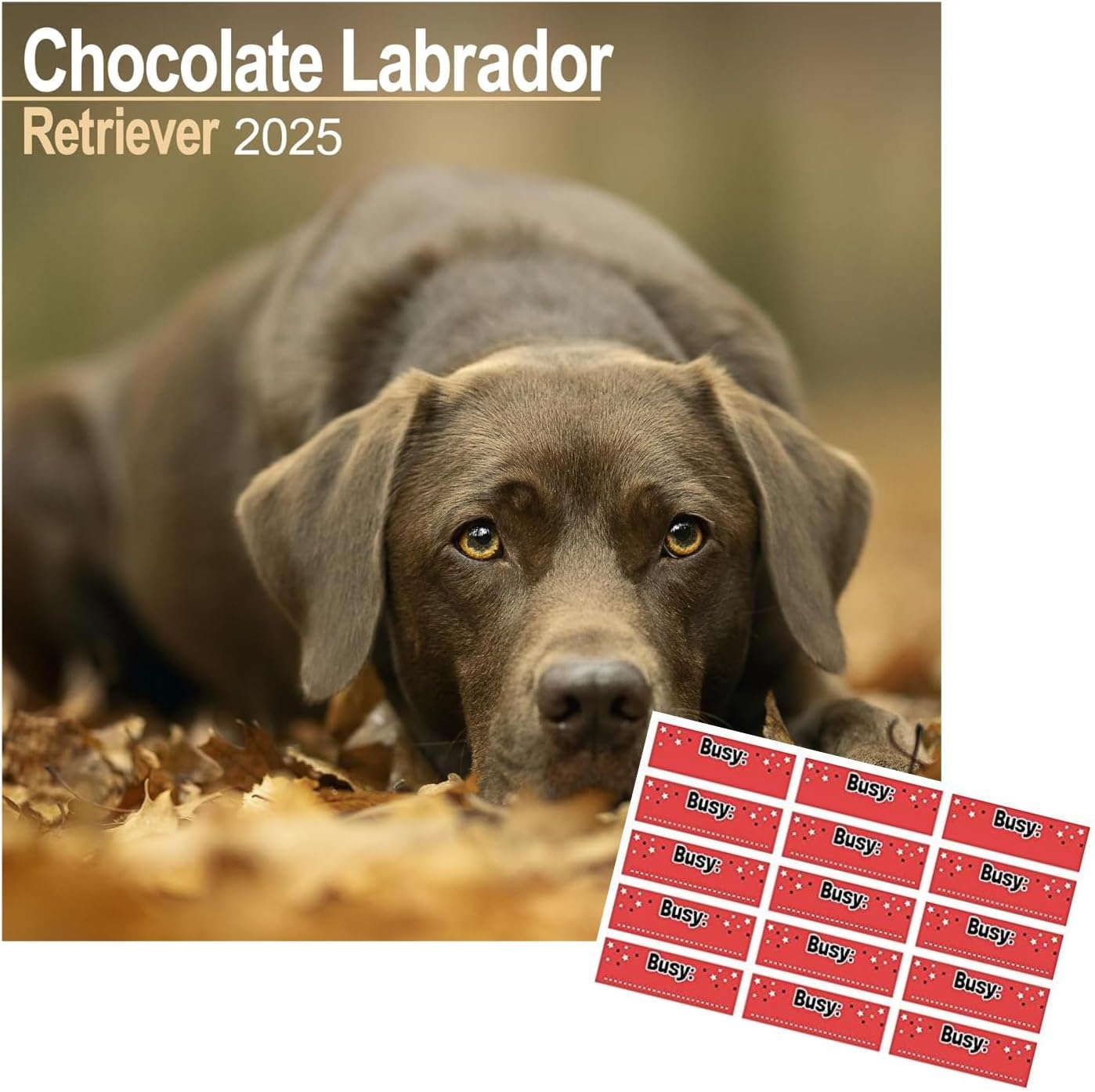 Labrador Chocolate Slim 2024 Calendar : Amazon.co.uk: Stationery ...