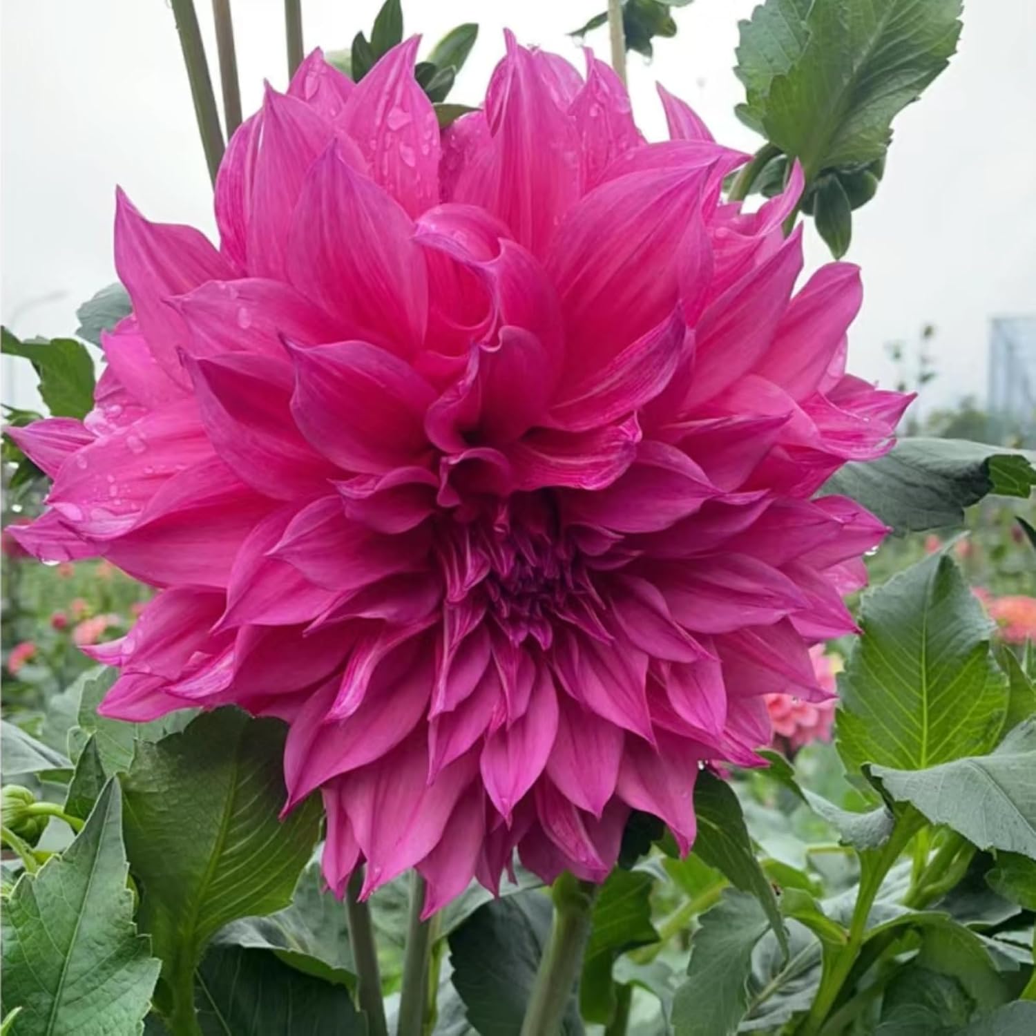 Amazon.com: Bulbos de dalia Planta de dalia Plantas hosta Tubérculos de ...