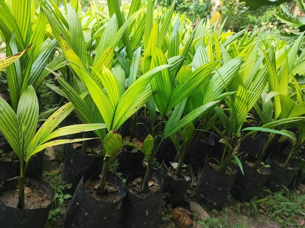 Betel nut supari plant,plant for betel nut supari (Pack of 2) : Amazon ...