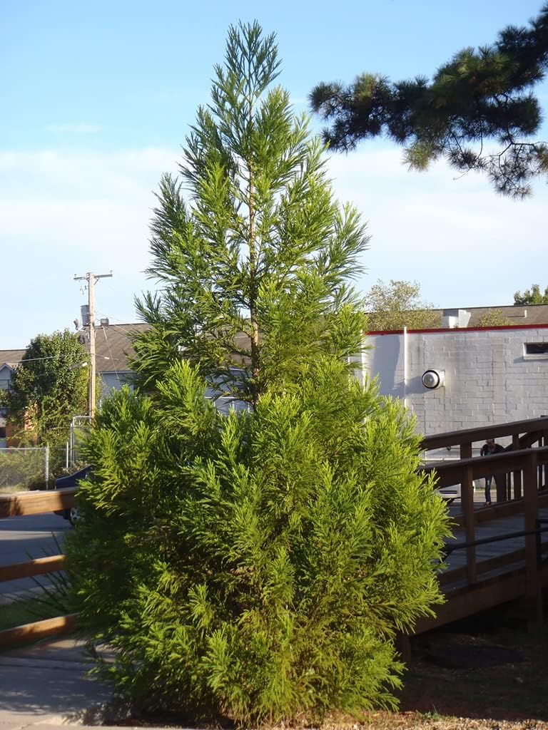 Amazon.com : Loss Promotion! 100% True Sacred Japanese Cedar ...