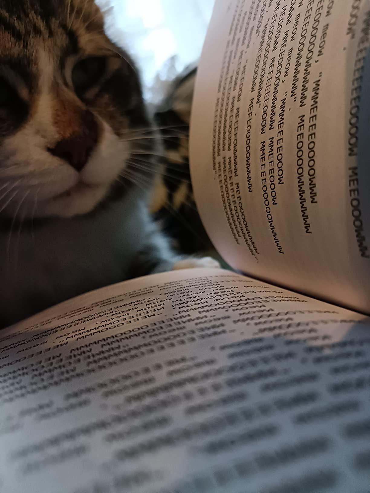 Meow : Owmeow, M E: Amazon.fr: Livres