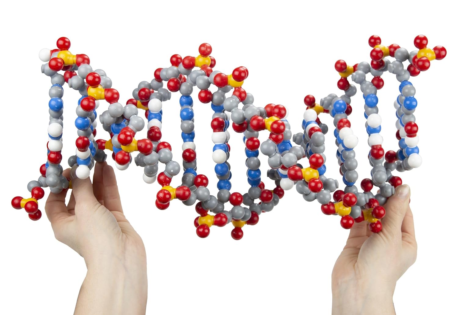 Dynamic DNA Kit© 2 Base Pairs: Amazon.com: Industrial & Scientific