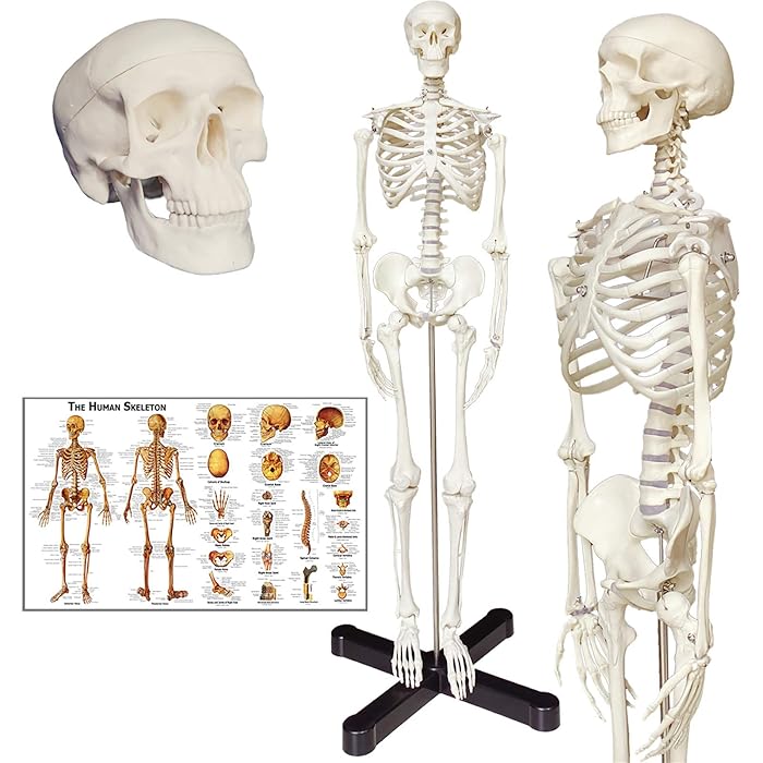 Buy Human Skeleton Anatomy Model with Metal Stand, 33.5 inches Human ...