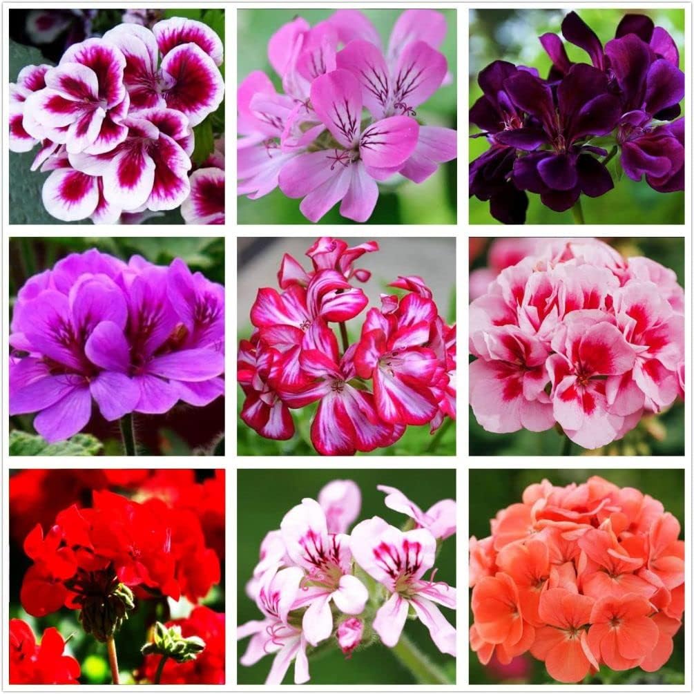 Amazon.com : Geranium Mix 50+ Seeds Flowers Planting for Outdoor Indoor ...