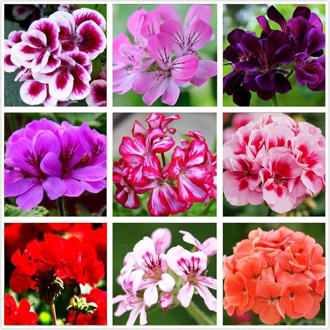 Amazon.com : Geranium Mix 50+ Seeds Flowers Planting for Outdoor Indoor ...
