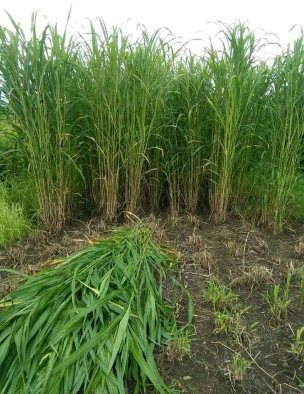 S J Goat And Agro Farm Cofs 29 Fodder Seeds each pack 1 Kg pack off 5 ...