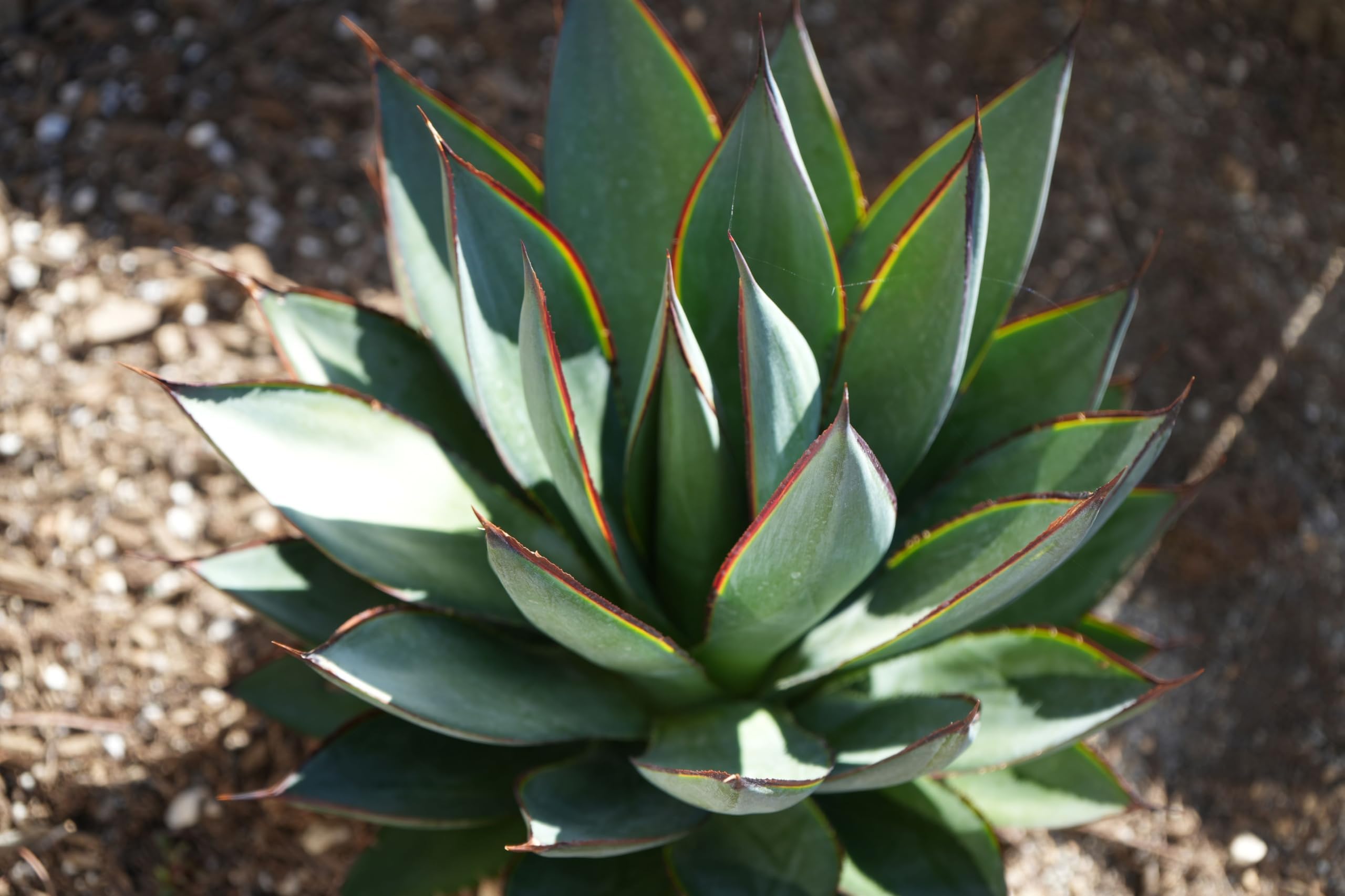Amazon.com : Agave Blue Glow Plant, Indoor & Outdoor Succulent (3 ...