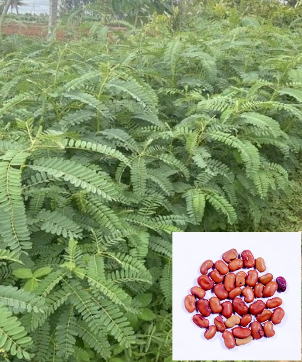 SRI SAI FORESTRY - Sesbania Grandiflora Seeds - HumingBird, Agati Tree ...