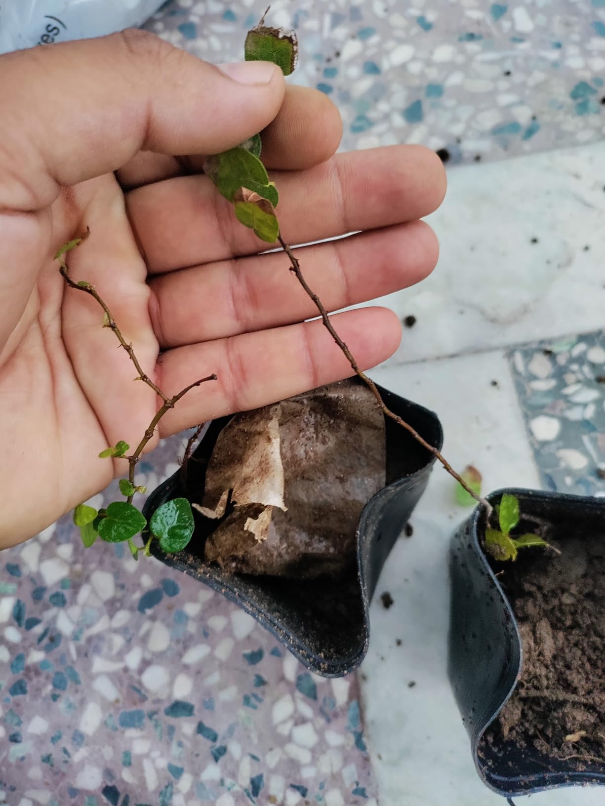 Crown Flora Ficus Pumila Plant, Creeping Fig (Chipkali Bel) Plant Pack ...