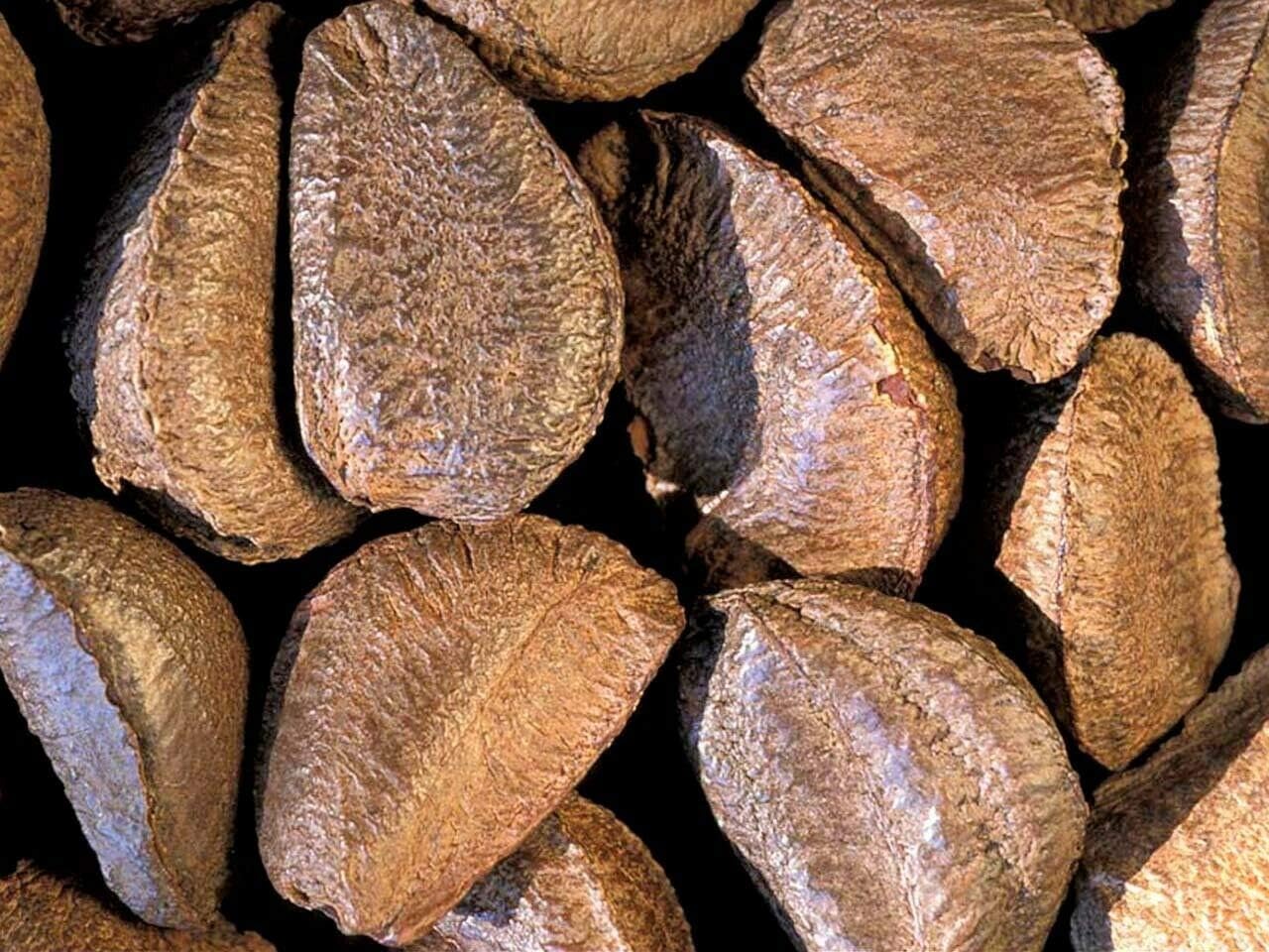 Amazon.com: Fresh Raw In-shell Whole Brazil Nuts (1) : Grocery ...