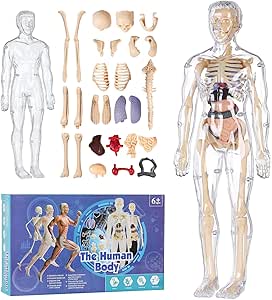 Amazon.com: Clear Human Body Structure Model, 29 Piece 3D Anatomy ...