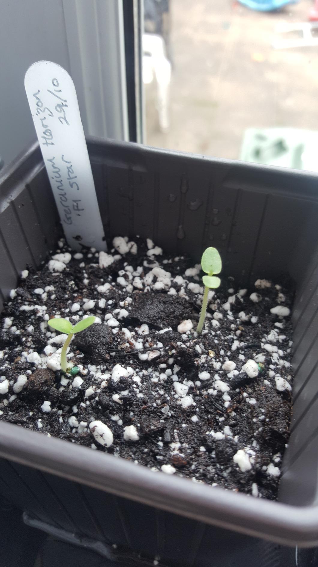 JustSeed - Flower - Geranium - Horizon F1 - Star - 10 Seeds : Amazon.co ...