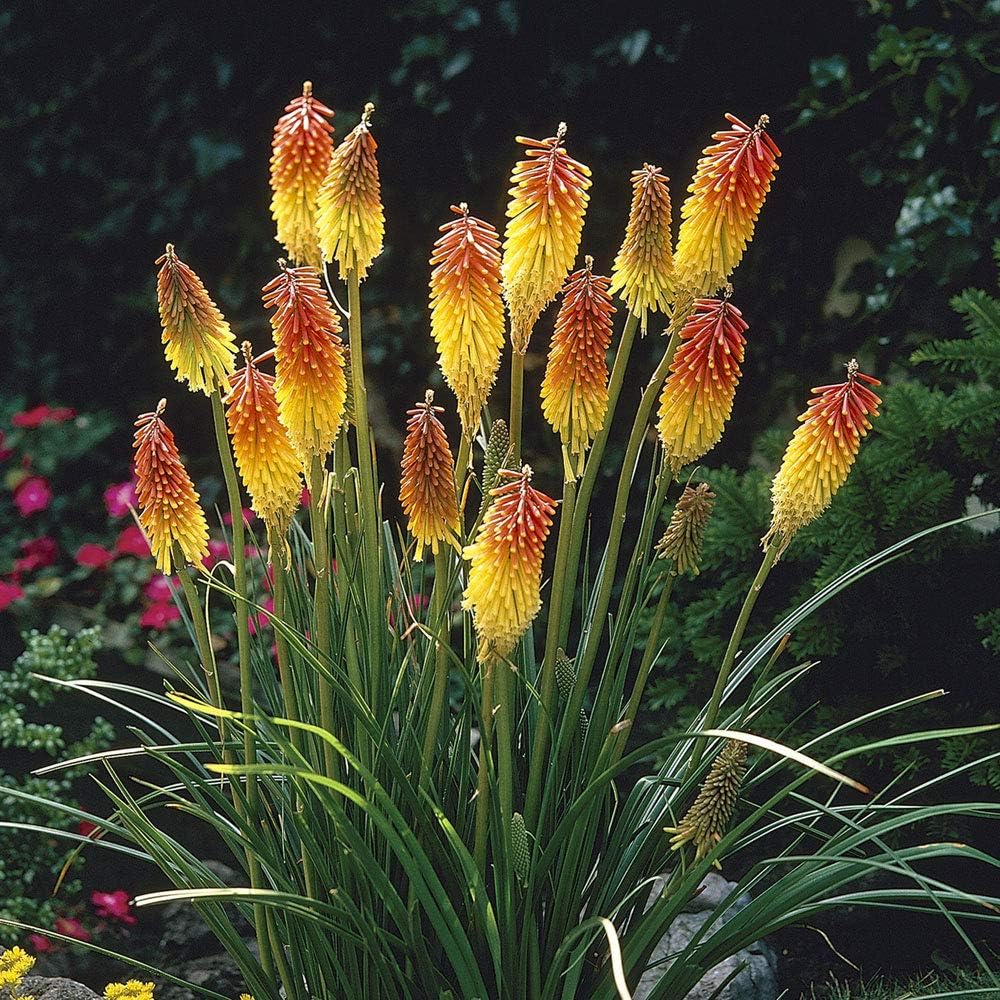 Amazon.com : Seeds Kniphofia Red Hot Poker 80 Seeds Torch Lily Poker ...