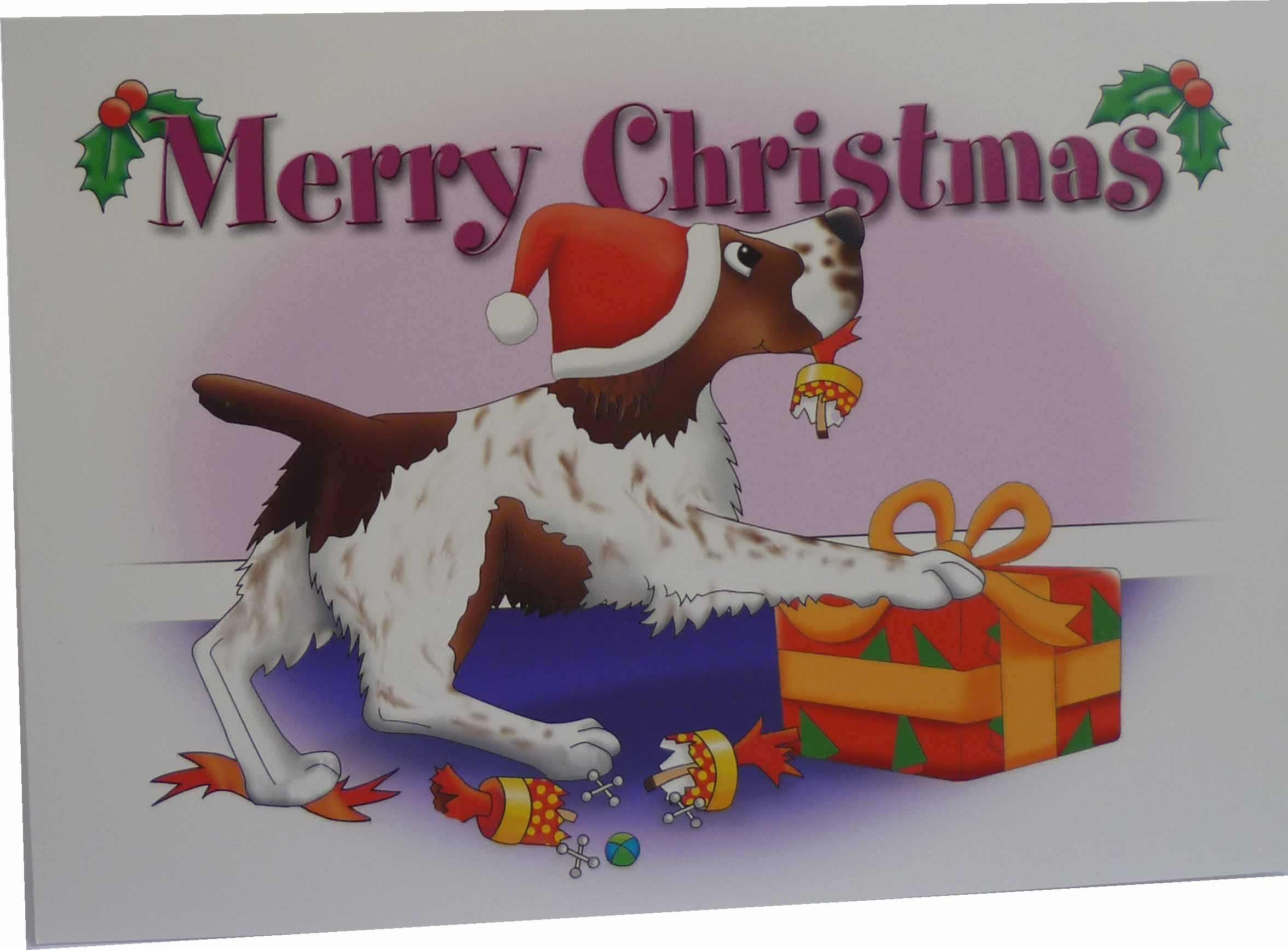 Springer Spaniel Christmas cards (pack of 10) : Amazon.co.uk ...