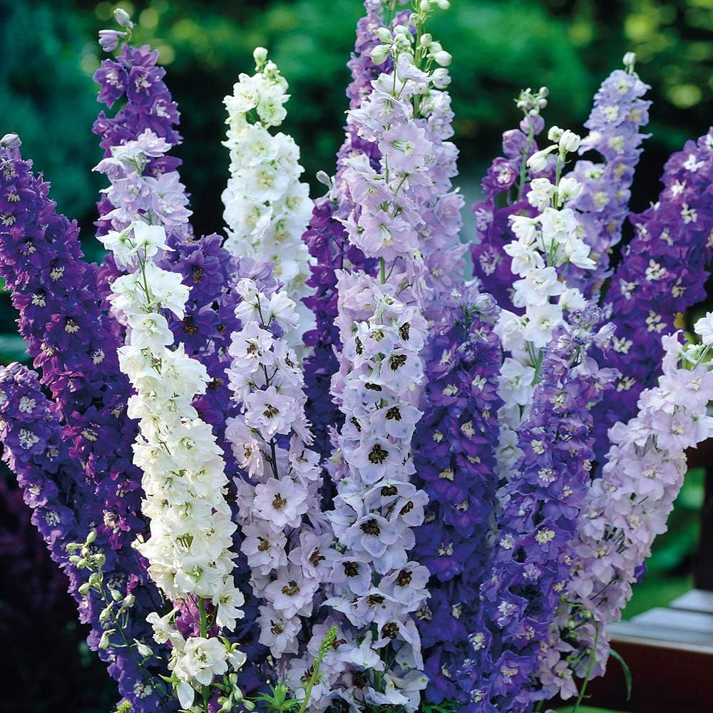 Delphinium Flowers Garden Ready Plug Plants ‘Pacific Hybrids’ Mixed ...