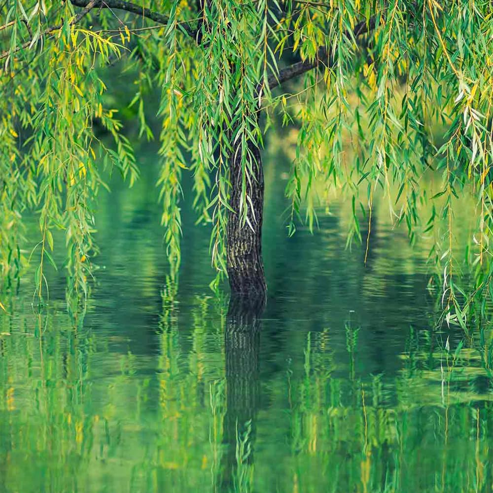 Weeping Willow, Deciduous, Fast-Growing, Shade Tree, 1 gal, Nursery Pot ...