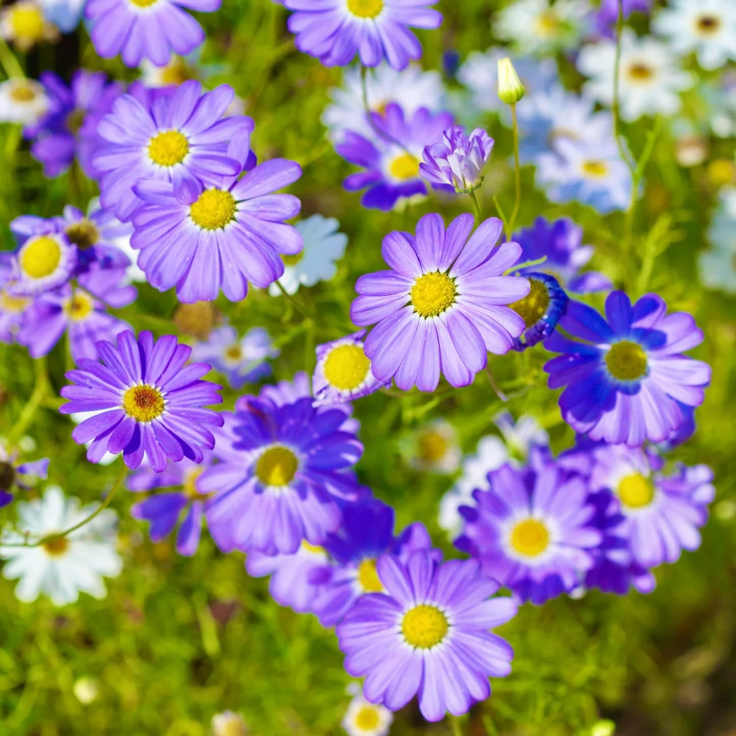 Amazon.com : 500+ Perennial Brachyscome Swan River Daisy Flower Seeds ...