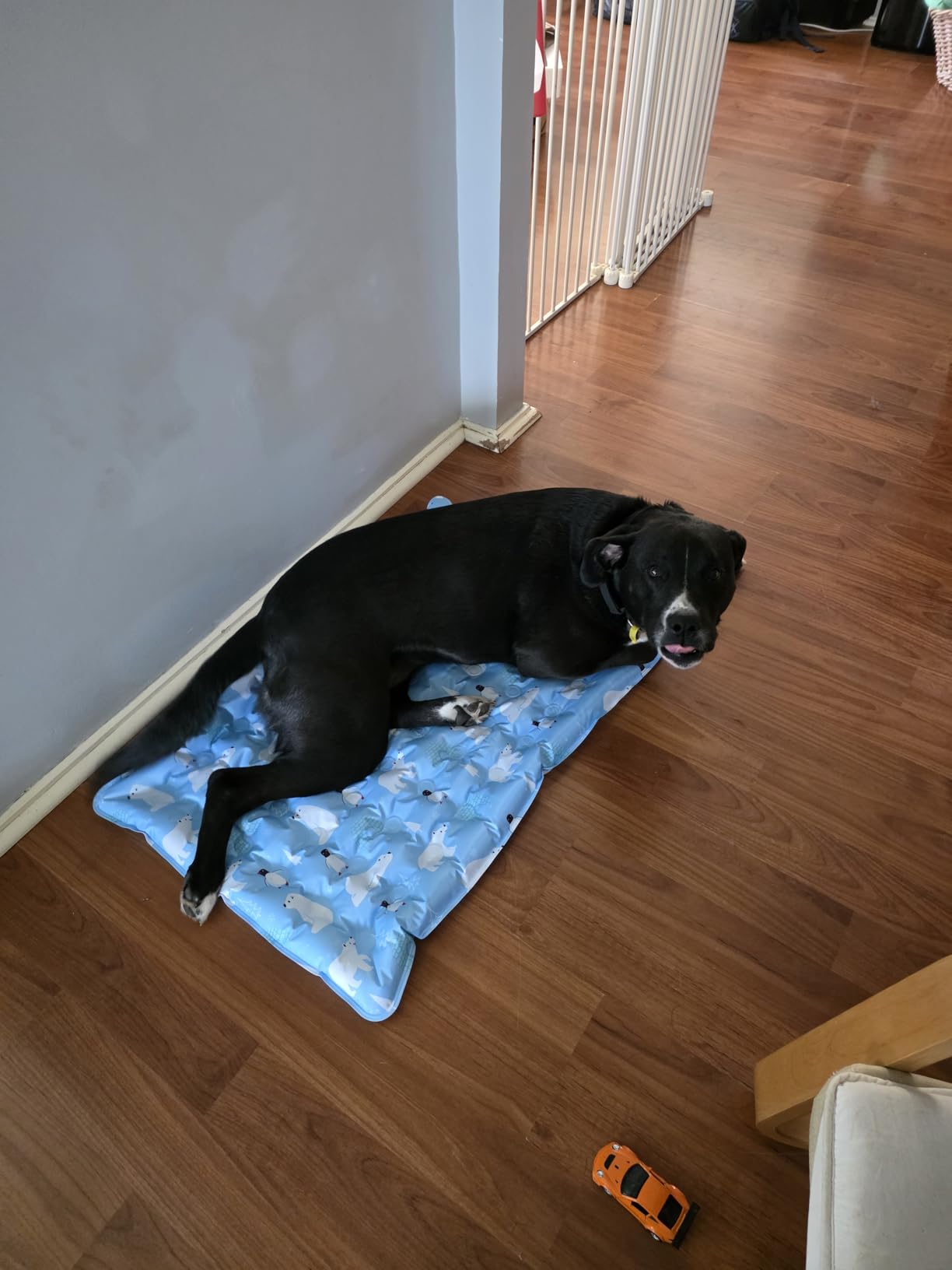 Minimighty Large Dog Cooling Mat (60x90cm) - Water-Activated Gel Ice ...