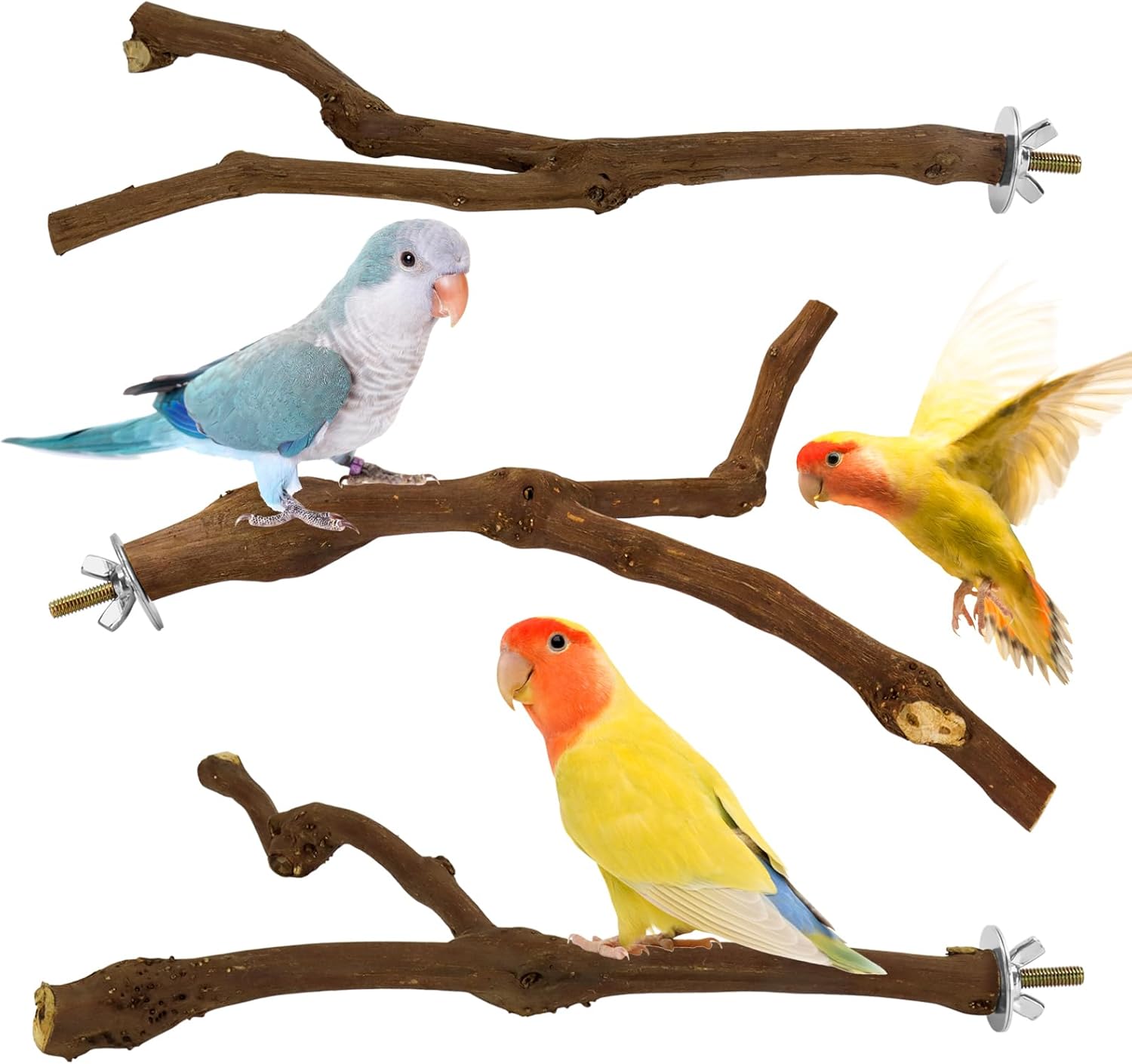 Amazon.com: CZWESTC 3 Pcs Parrot Climbing Branches, Birds Standing ...