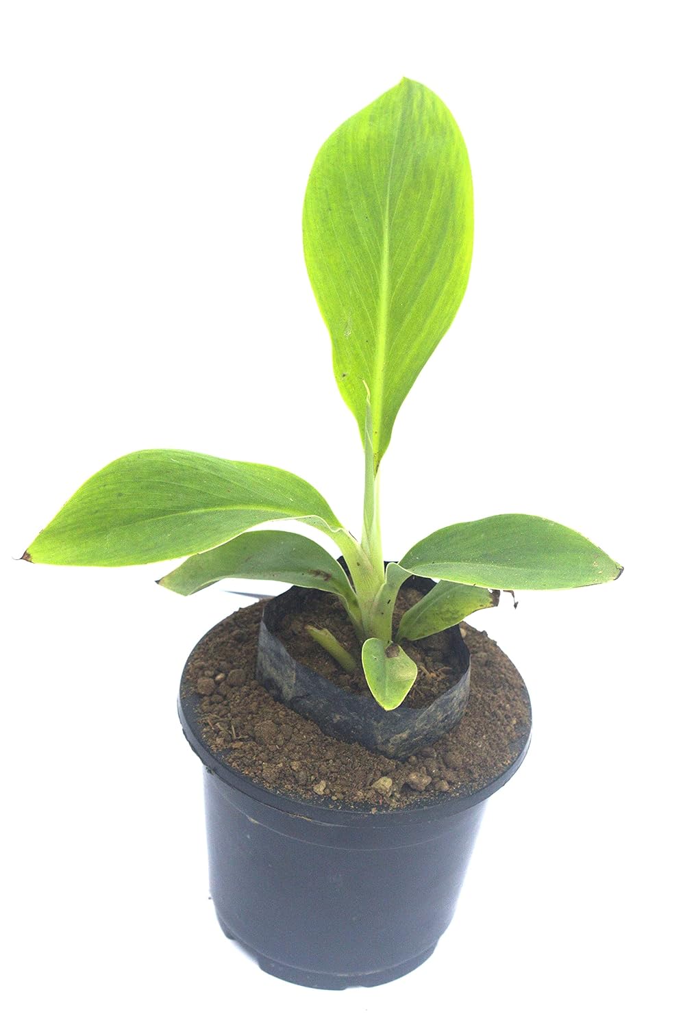 Kela/Banana Live plant for worship/puja/Fruit (included Pot) : Amazon ...