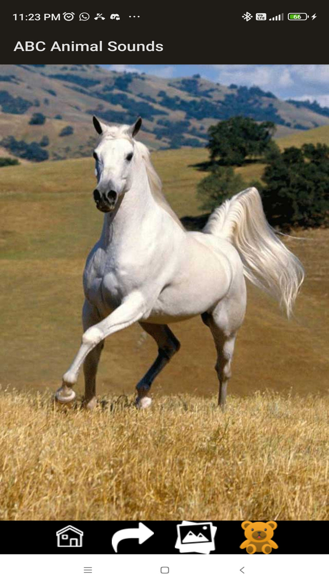 Animal Sounds Alphabetical - App on Amazon Appstore