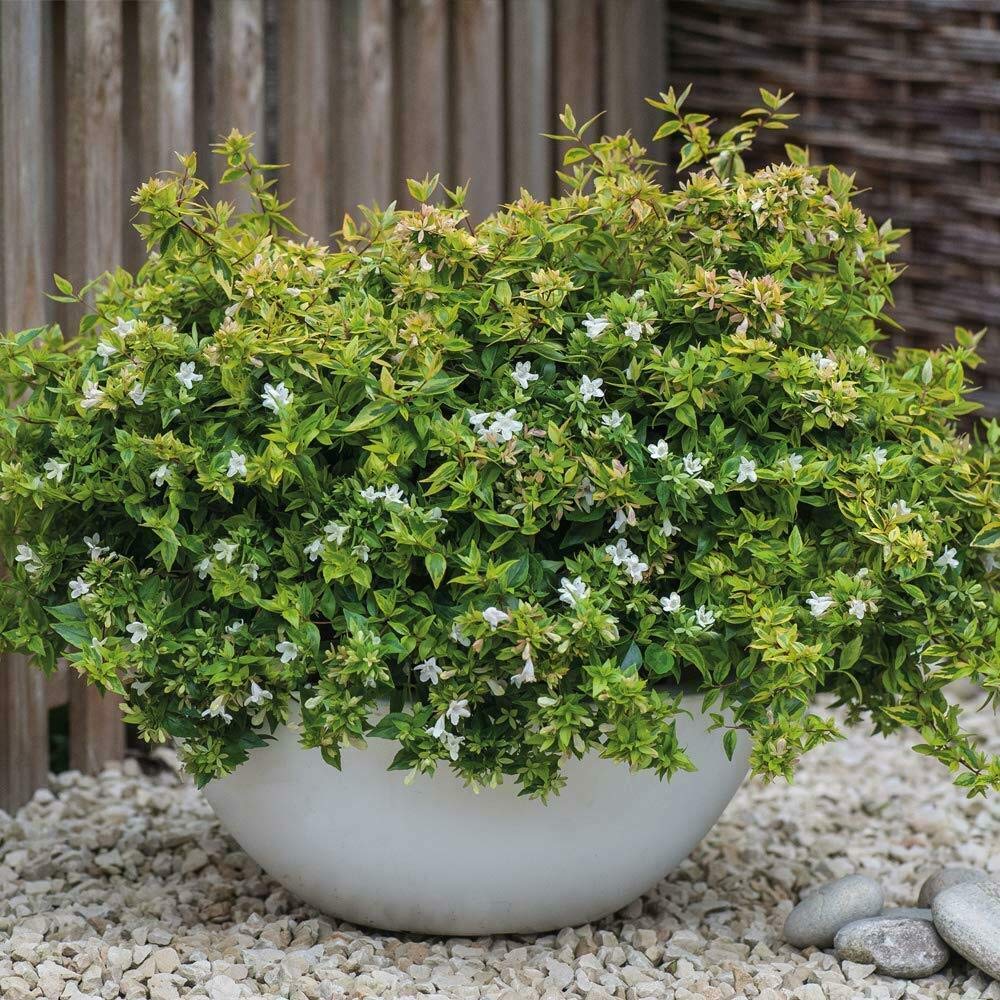 Buy Abelia x grandiflora 'Kaleido' Glossy Abelia Hardy Shrub Flowering ...