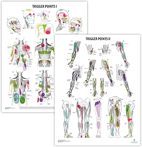 Amazon.com: 2 PACK Trigger Points I & II Poster Set, LAMINATED, Anatomy ...