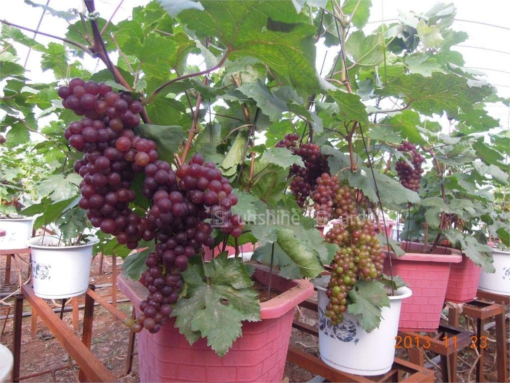 Creative Farmer Creative Farmers Rare Exotic Tropical Fruit Grape Vitis ...