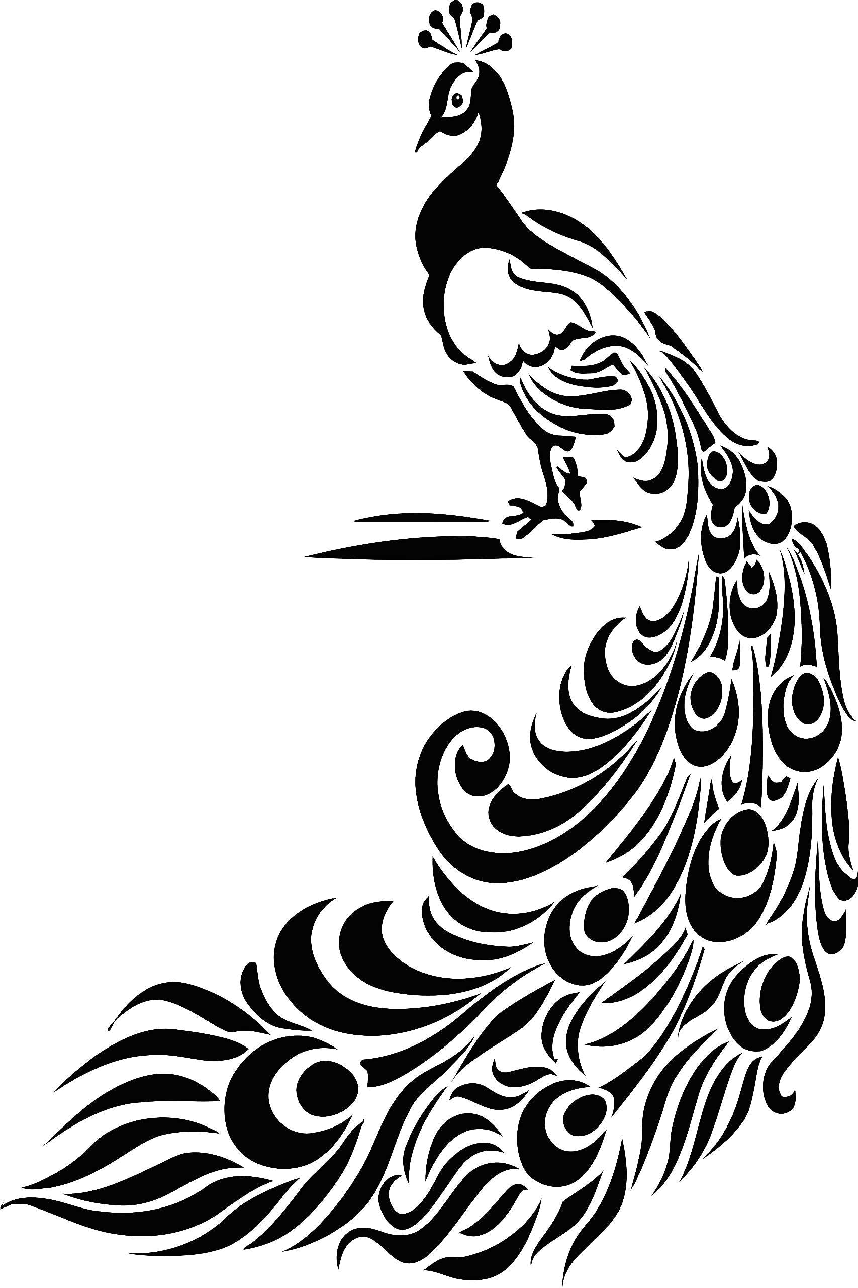 Black And White Peacock Design 38+ Thousand Peacock Black White