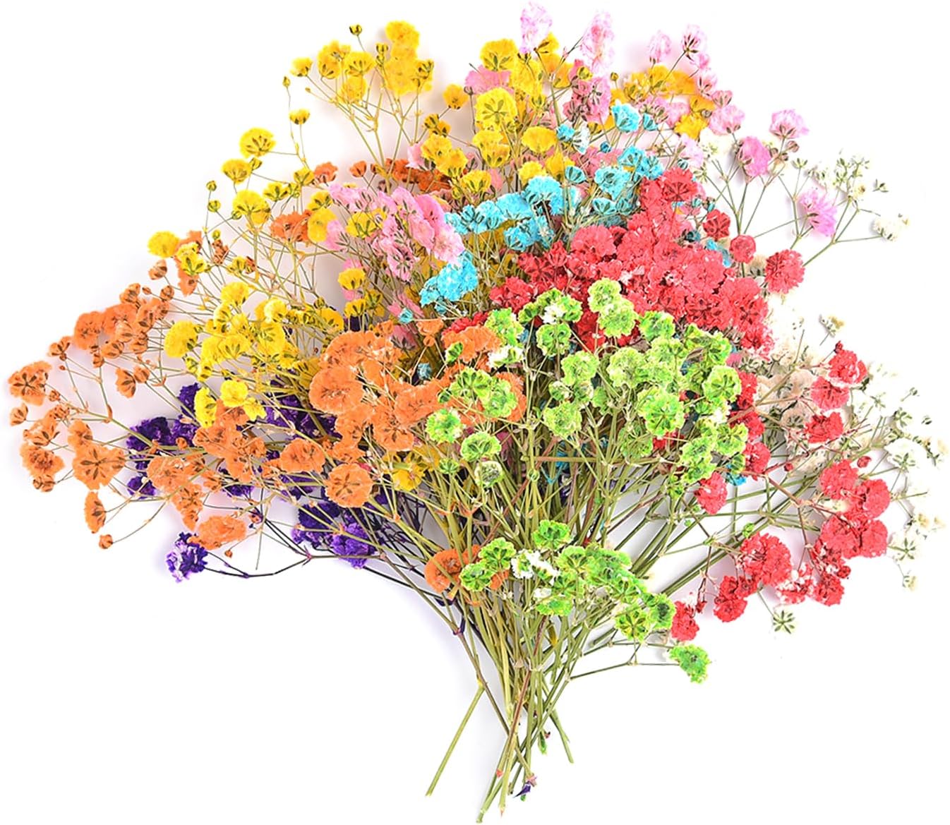 Amazon.com: TOPHONIEX 200PCS Mini Dried Flowers Set Nature Real Dry ...