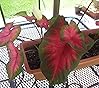 Amazon.com : Caladium Blaze (6 Bulbs)Thrives in Heat and Humidity ...