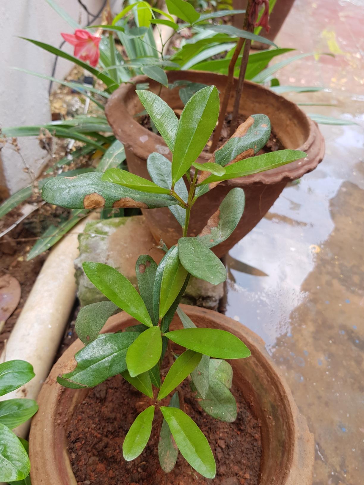 Creative Farmer Spicy Live Plant Sarva Sughandhi Rare Aromatic Allspice ...