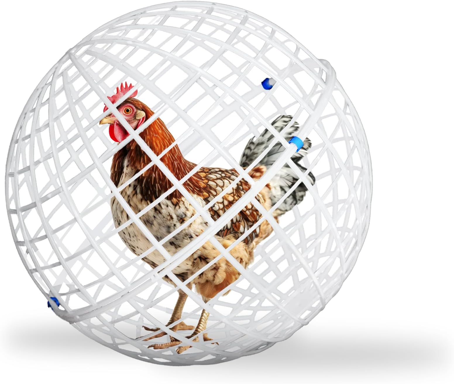 Amazon.com: Rolling Hen Orb Cage 19" - Spherical Chicken Enclosure for ...
