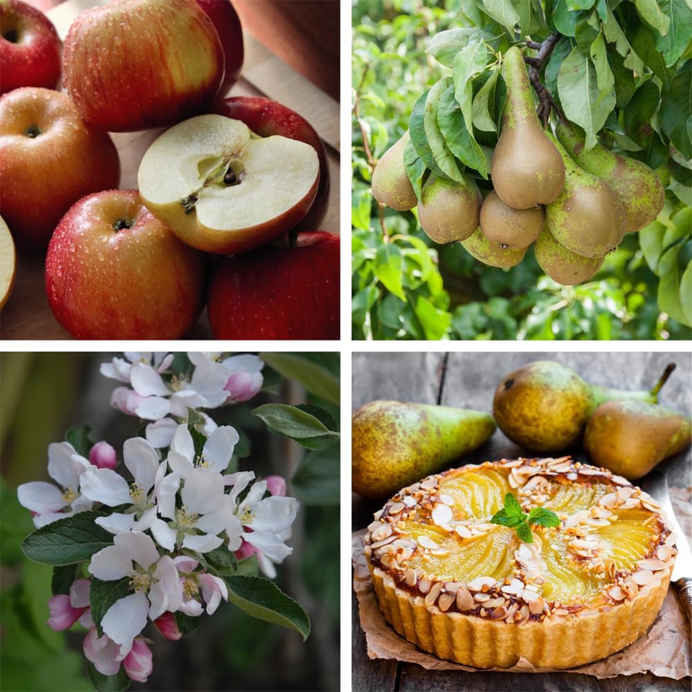 Fruit Tree Collection: Braeburn Apple & Conference Pear - High-Yield ...