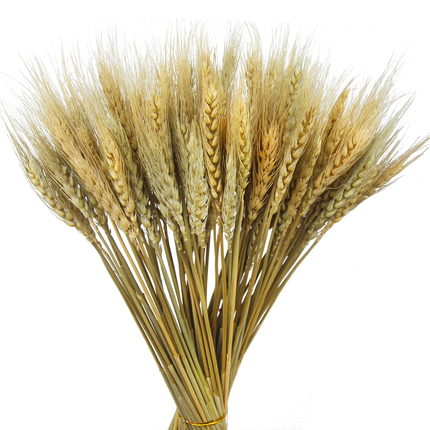 Amazon.com: CISDUEO 100 Pcs Dried Wheat Stalks Bundle Grass Natural ...