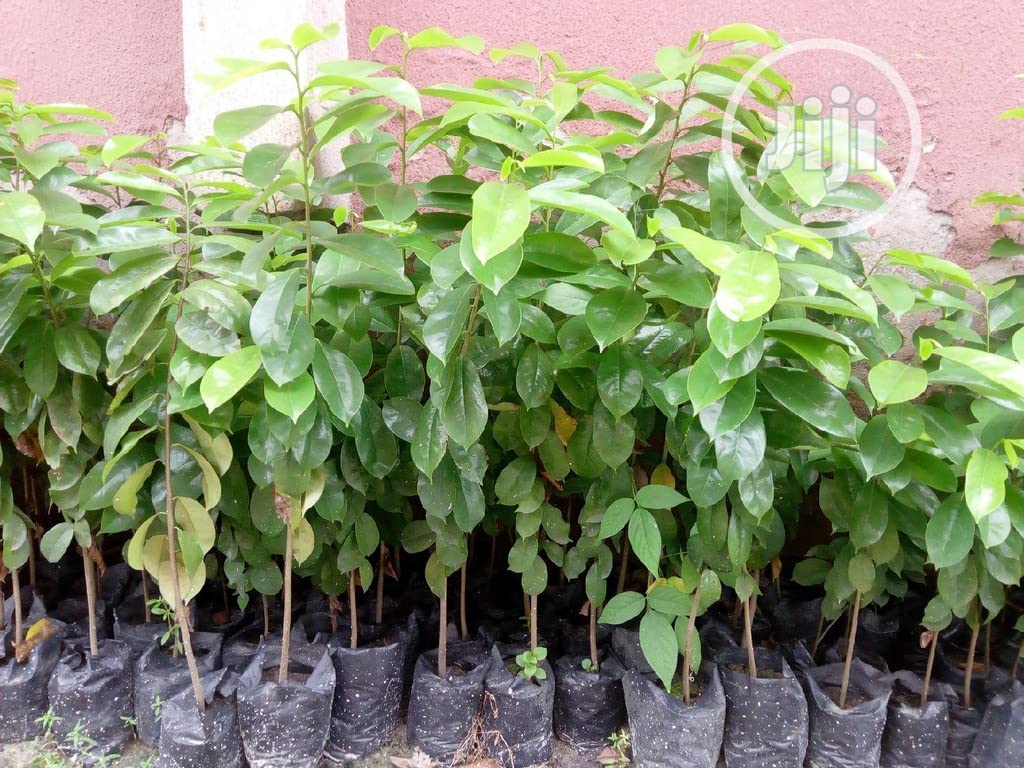 Buy Creative Farmer Sweet Mullatha (Graviola) Annona Muricata Lakshman ...