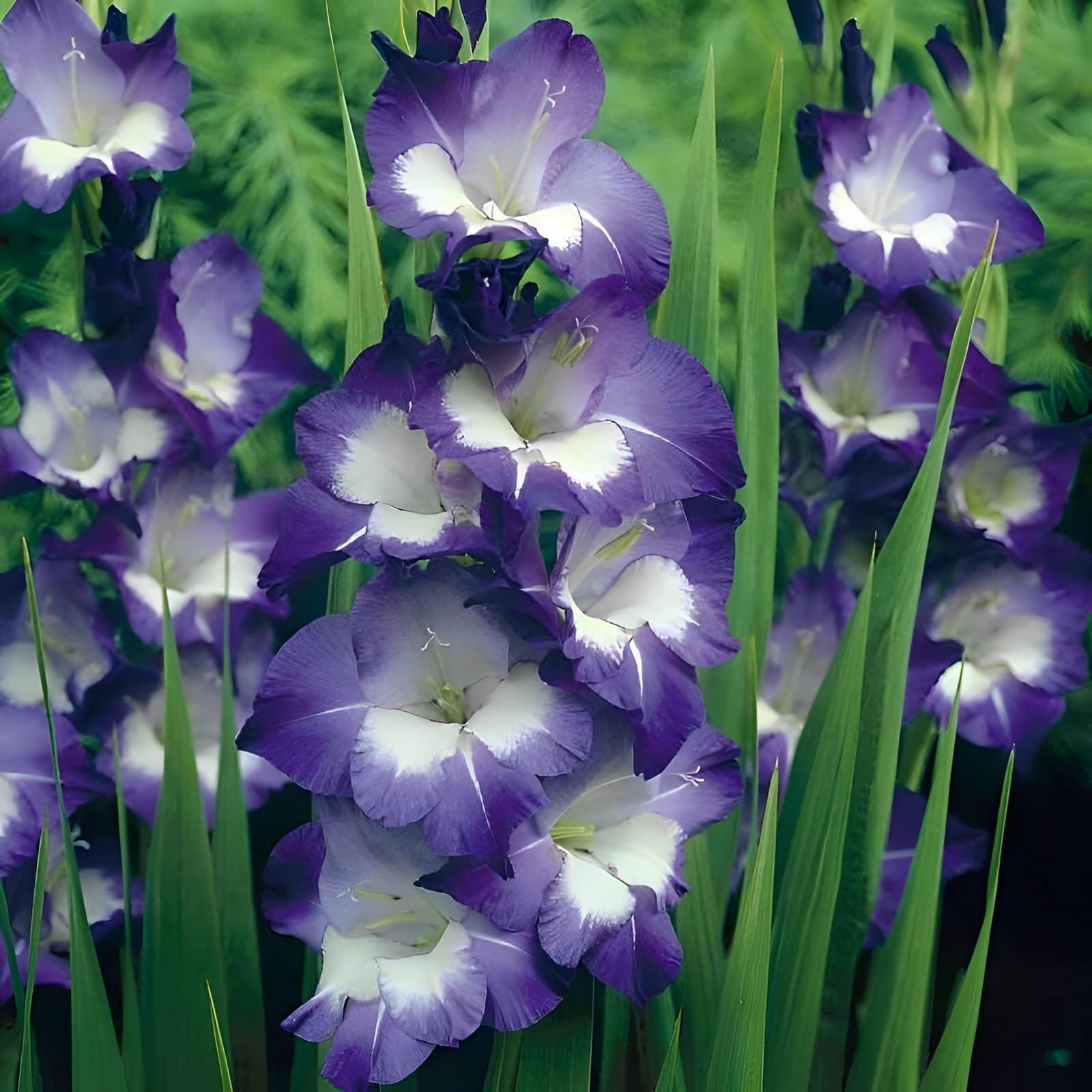 Amazon.com : Easy to Grow Gladiolus 'Hardy Glads Mix' (30 Pack ...