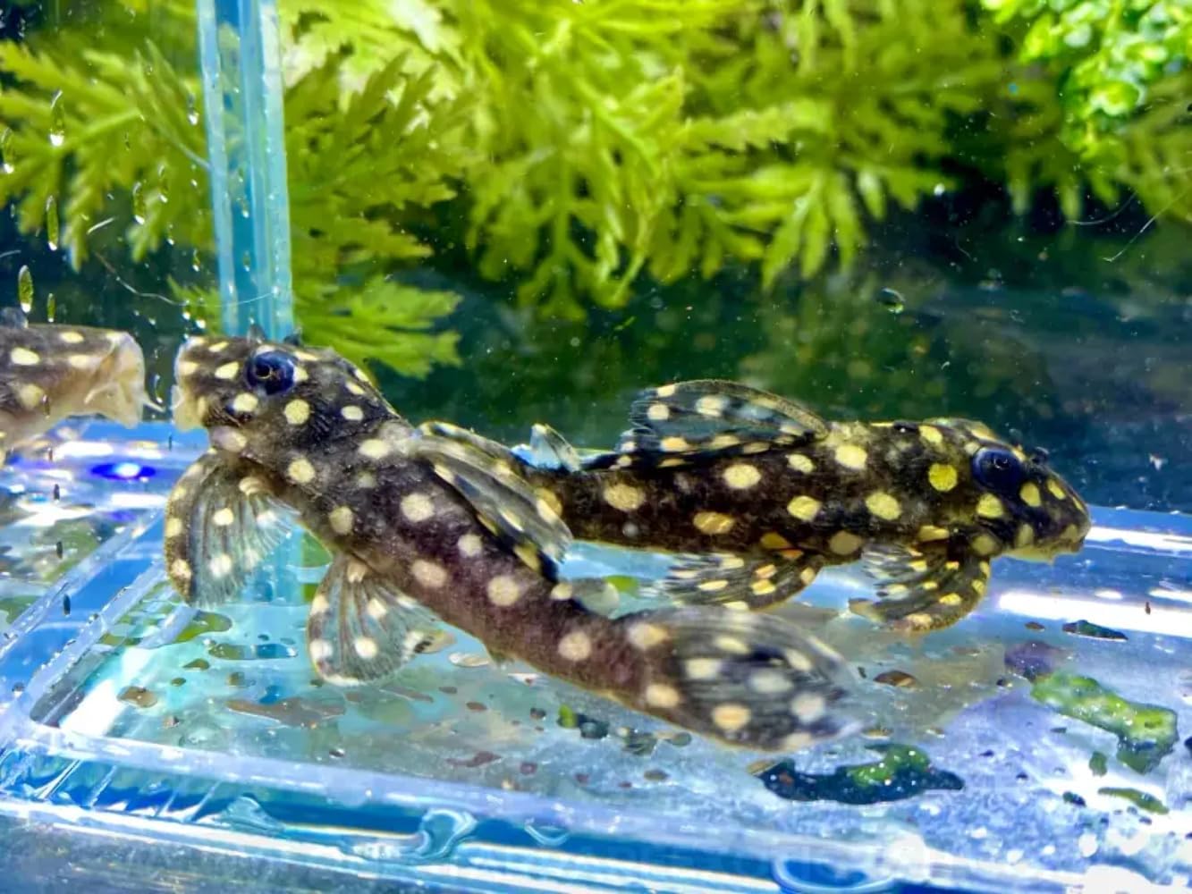 Amazon.com: L471 Mini Snowball Pleco/Hypancistrus sp. - Live Tropical ...