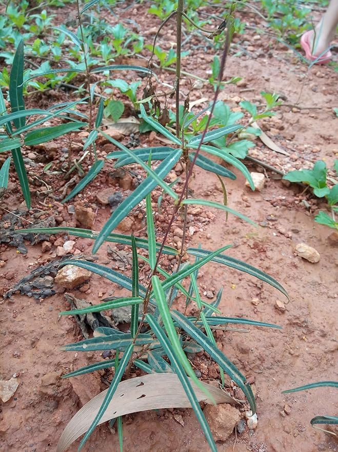 ATHAI/Nannari (Hemidesmus Indicus) Indian Sarsaparilla Seedling Plant ...