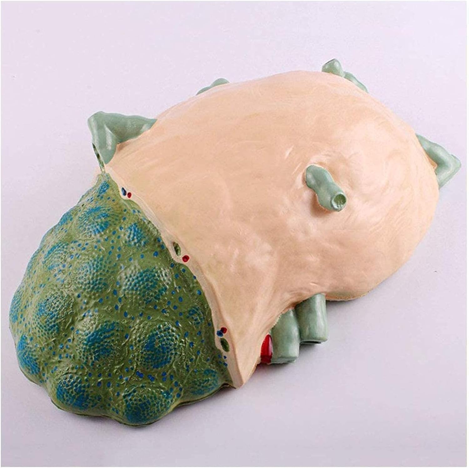Study Model Lymph Node Model - Human Anatomy Science Models - Medical ...