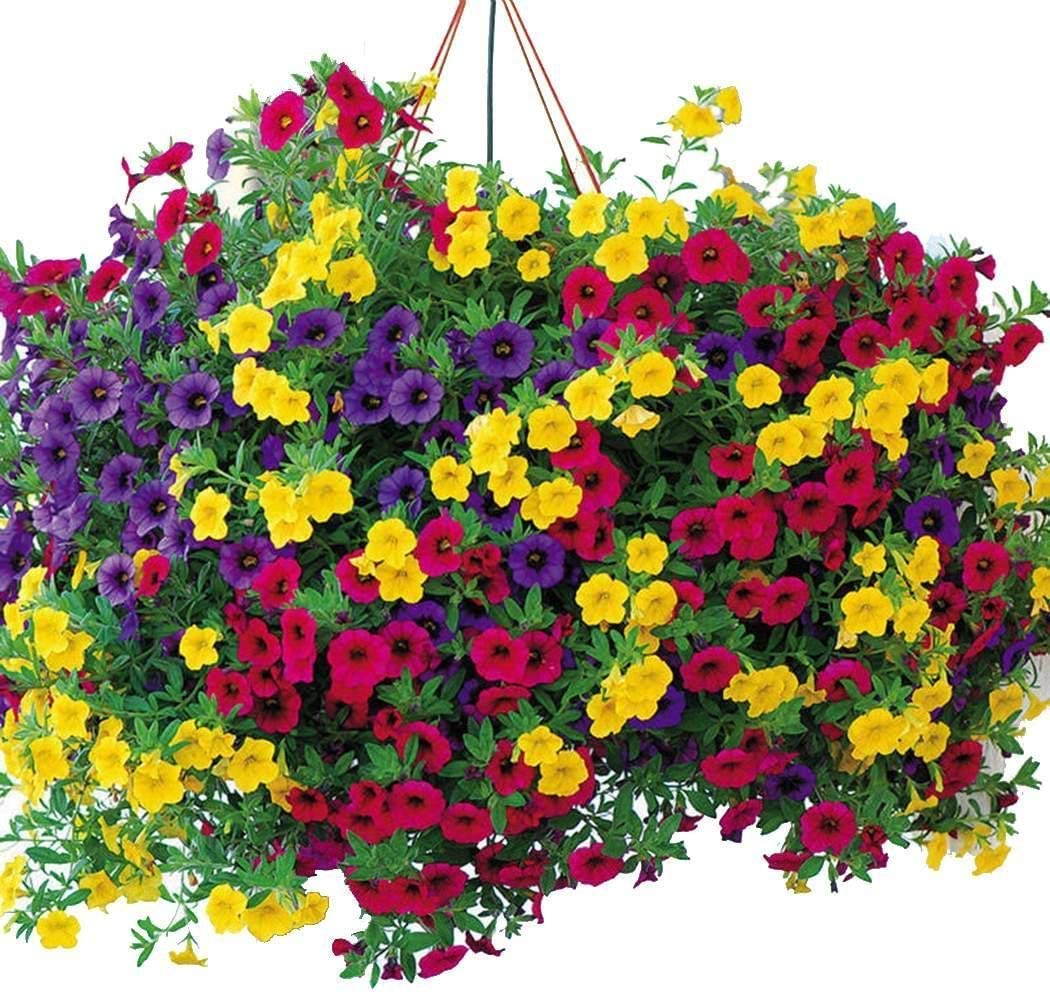 Petunia Seeds Rare Calibrachoa Carnival Mix Million Bells Mixed Mini ...