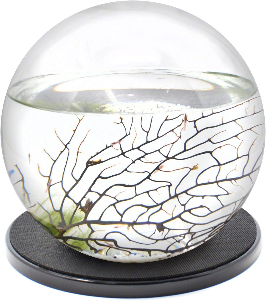 Amazon.com : EcoSphere Closed Aquatic Ecosystem, X-Large Sphere, with ...