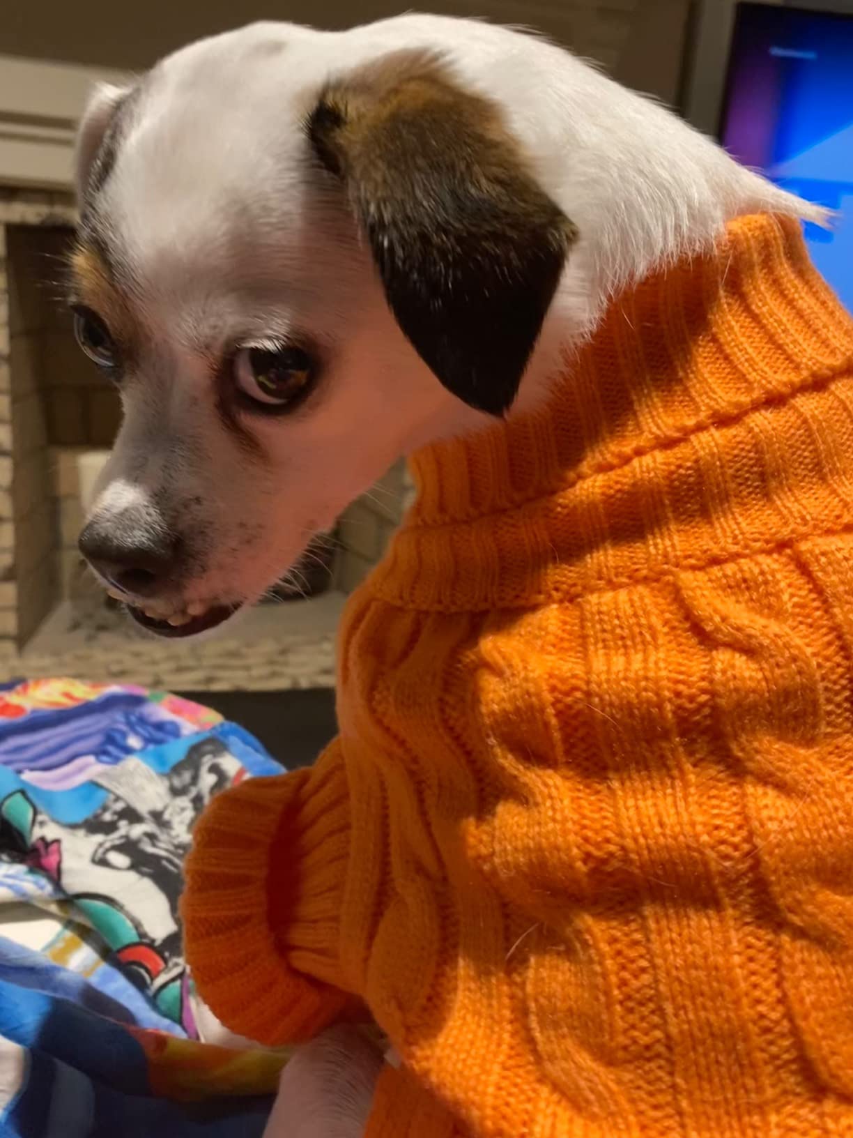 $3/mo - Finance Stinky G Turtleneck Dog Sweater | Buy Now, Pay Later