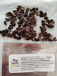 Amazon.com : 100 Katuk Seeds - Rau Bo Ngot - Sweet Leaf Sauropus ...