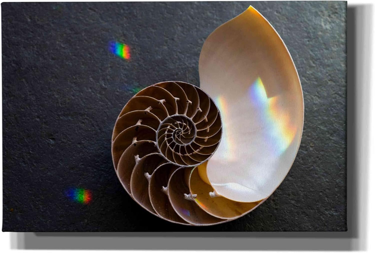 Amazon.com: Epic Graffiti 'Sacred Geometry Nautilus Shell' by Elena Ray ...
