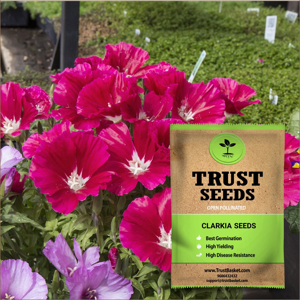 TrustBasket Premium Flower Clarkia Seeds (Open pollinated) | Sow and ...