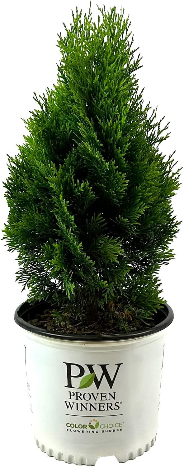 Amazon.com : Blooming & Beautiful - North Pole Arborvitae - 3 gal ...
